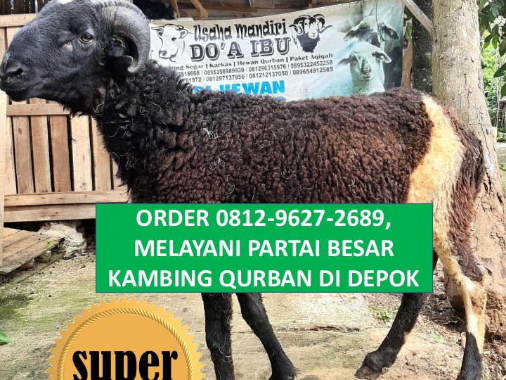 ORDER 0812-9627-2689, Melayani Partai Besar Kambing Qurban di Depok