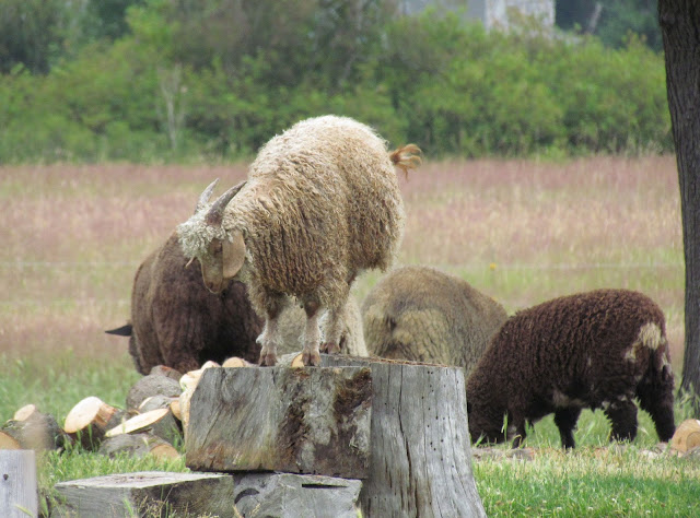 Scene Through My Eyes: What We Did On Our Vacation - Part Three