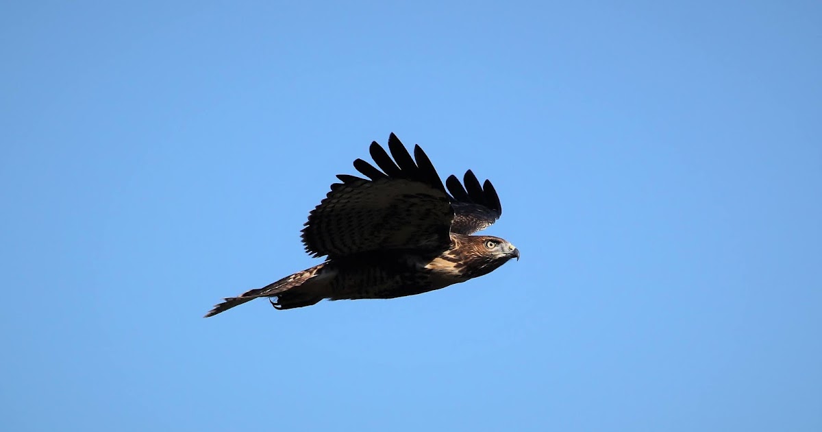 BirdCam on Cheltenham: Red-tailed Hawks Circling and Screeching