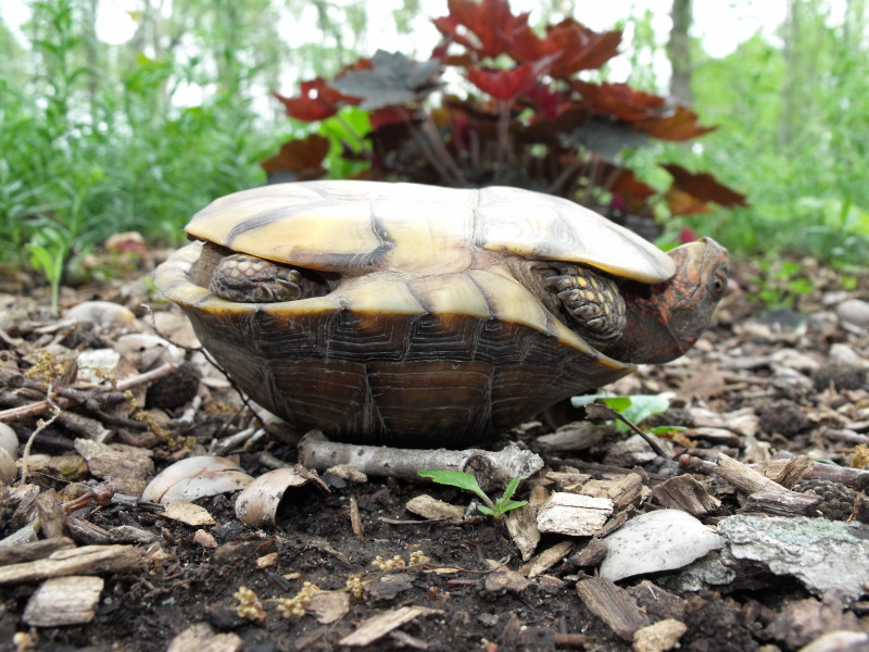 White Wolf : Turtle to the rescue of another turtle