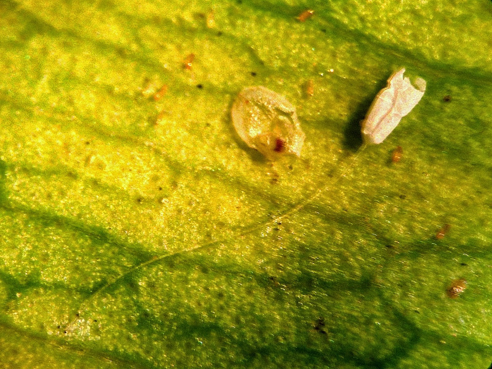 L.A. County Arboretum & Botanic Garden Plant Info: Ficus Whitefly: New ...