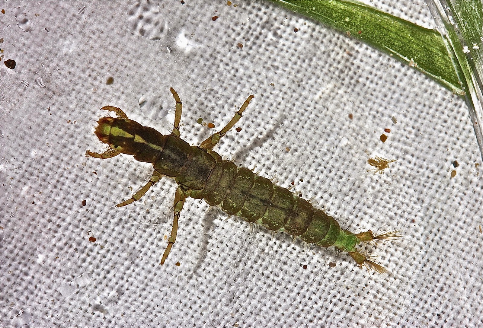 Aquatic Insects of Central Virginia: So many colorful insects: waiting ...