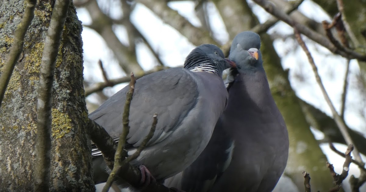 Natuurnotities Monique Smulders: Twee houtduiven die het goed met ...