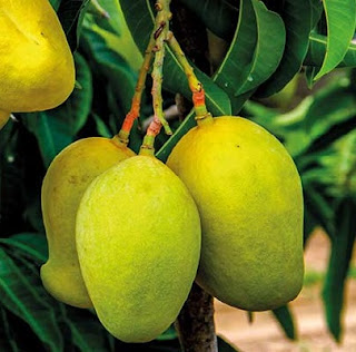 Natures Best Farms- Sri Lanka: How to Grow Mangoes from Natures Best Farm.