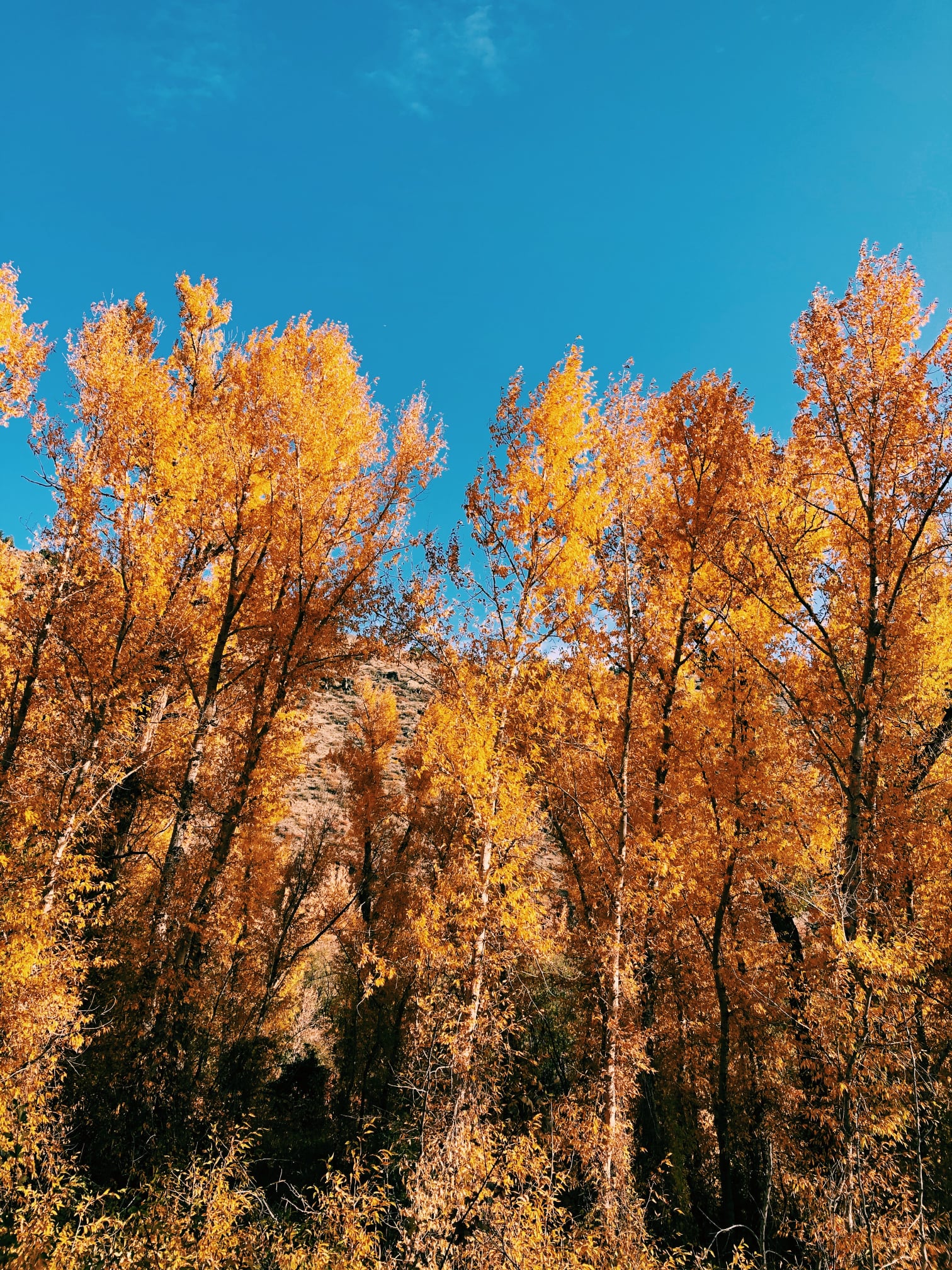 Haute Table: Denver's Best Fall Activities & Events 2021