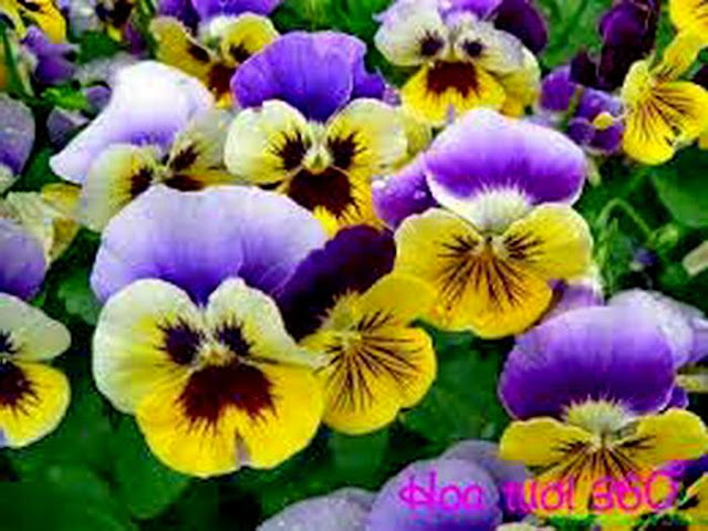 LƯU KHÂM HƯNG (劉欽興): HOA PĂNG-XÊ