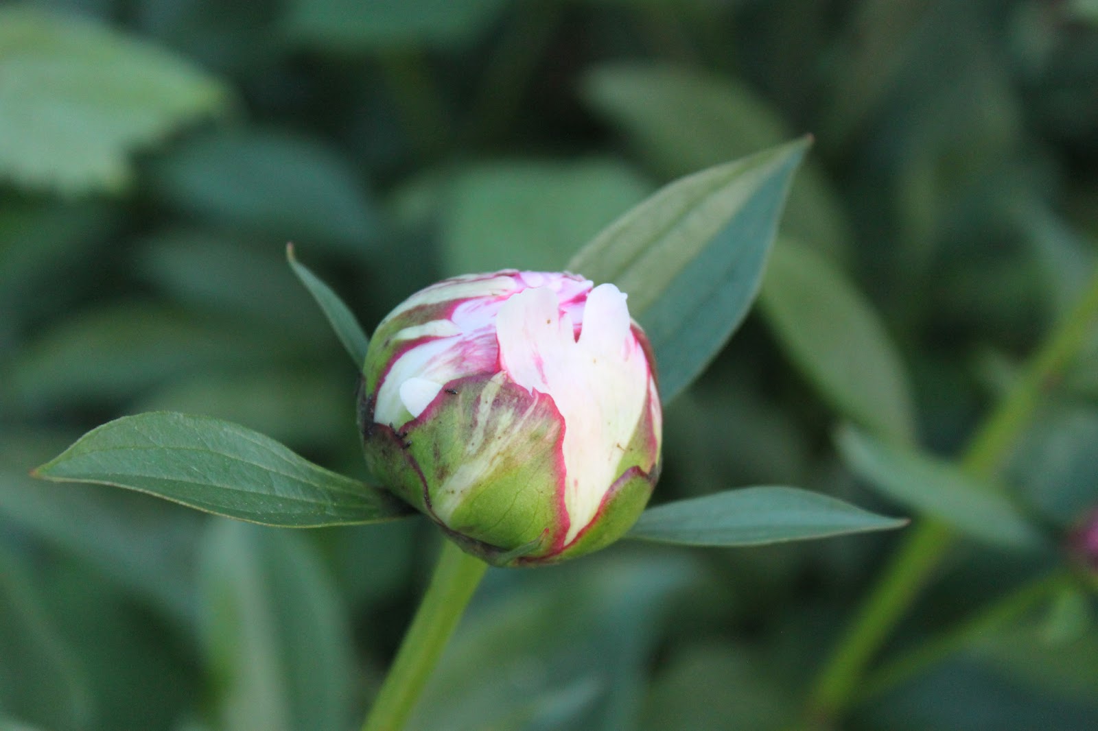 Pat's Addition: Peony Patch Glory