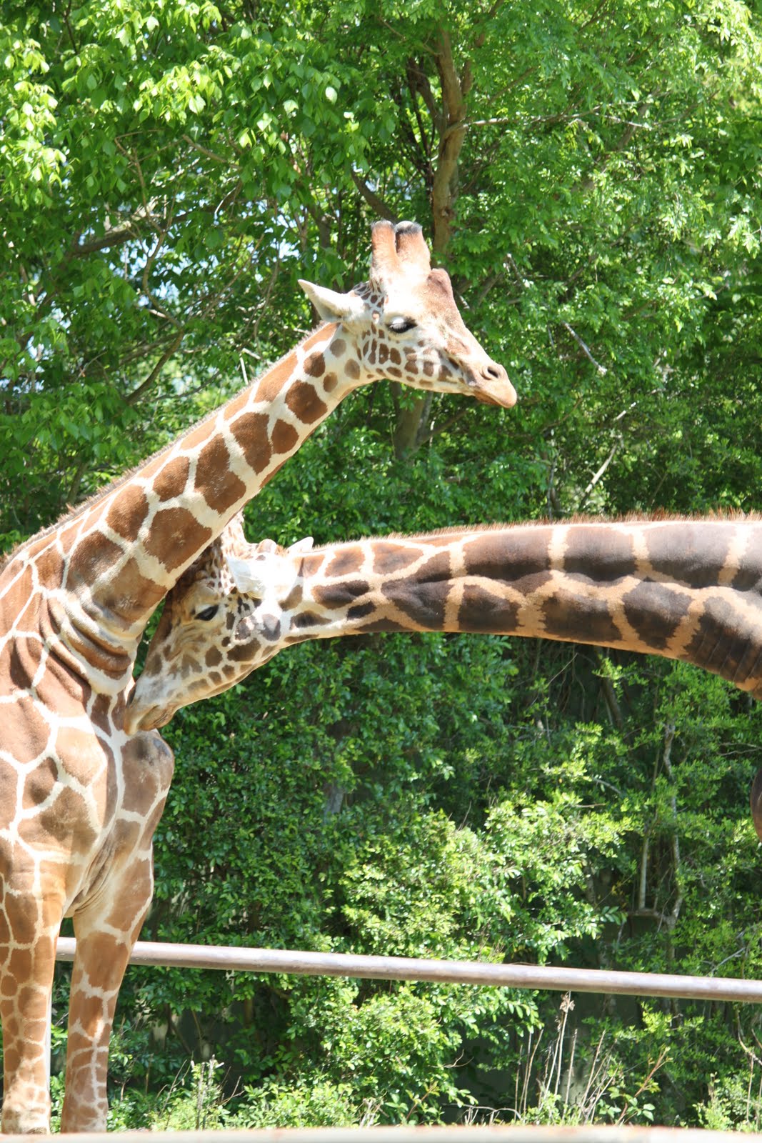 The Robertson Family: New Orleans Zoo