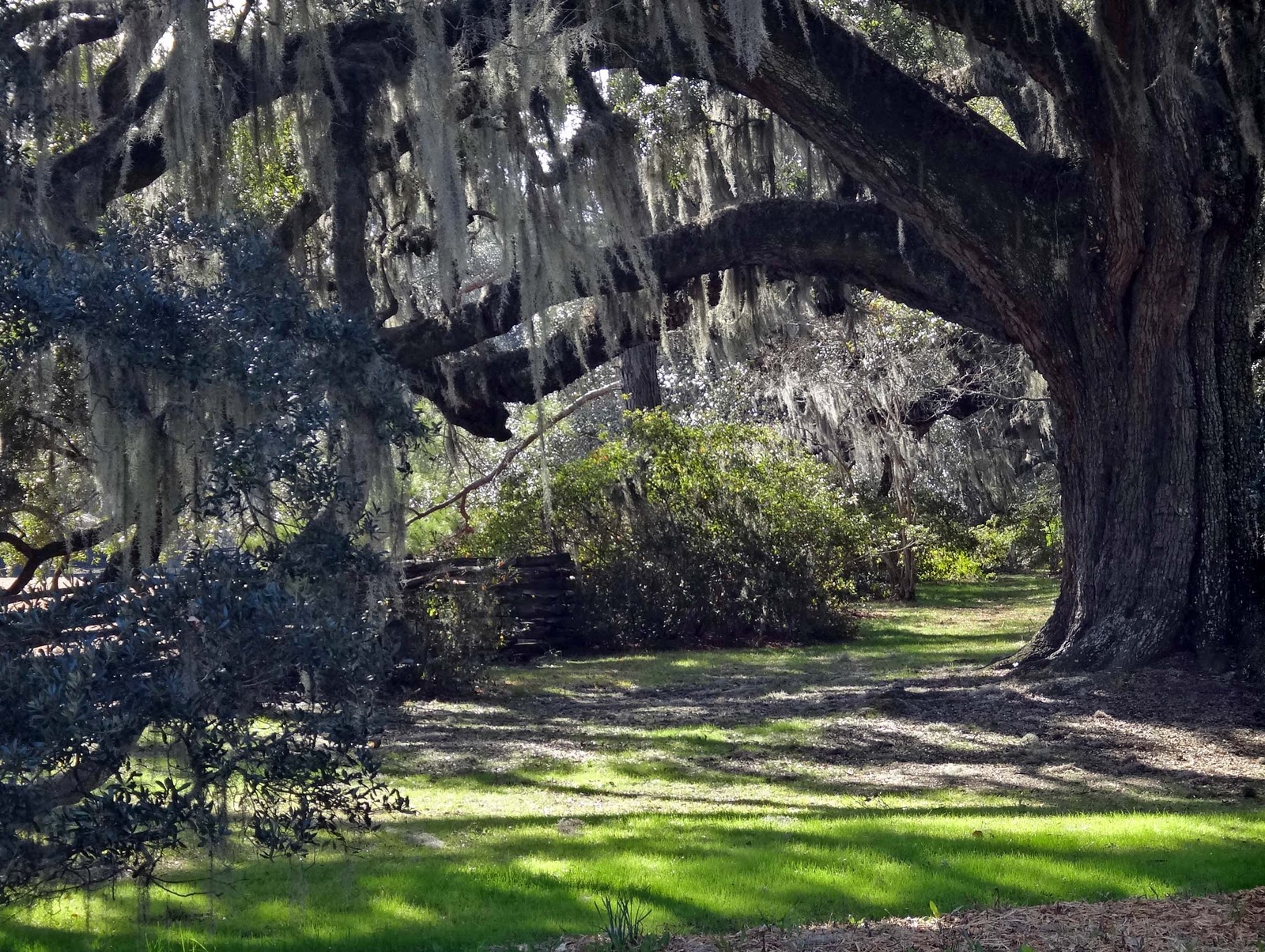 Joe's Retirement Blog: Audubon Swamp Garden, Charleston, South Carolina ...