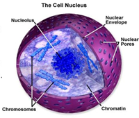 Perbedaan Nukleus dan Nukleolus