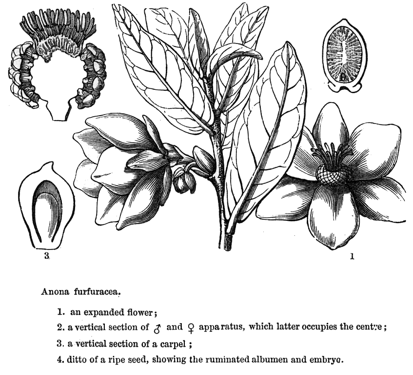 PLANT FAMILIES OF PUERTO RICO AND FLORIDA PAPO VIVES: ANNONACEAE NÚM 31 ...
