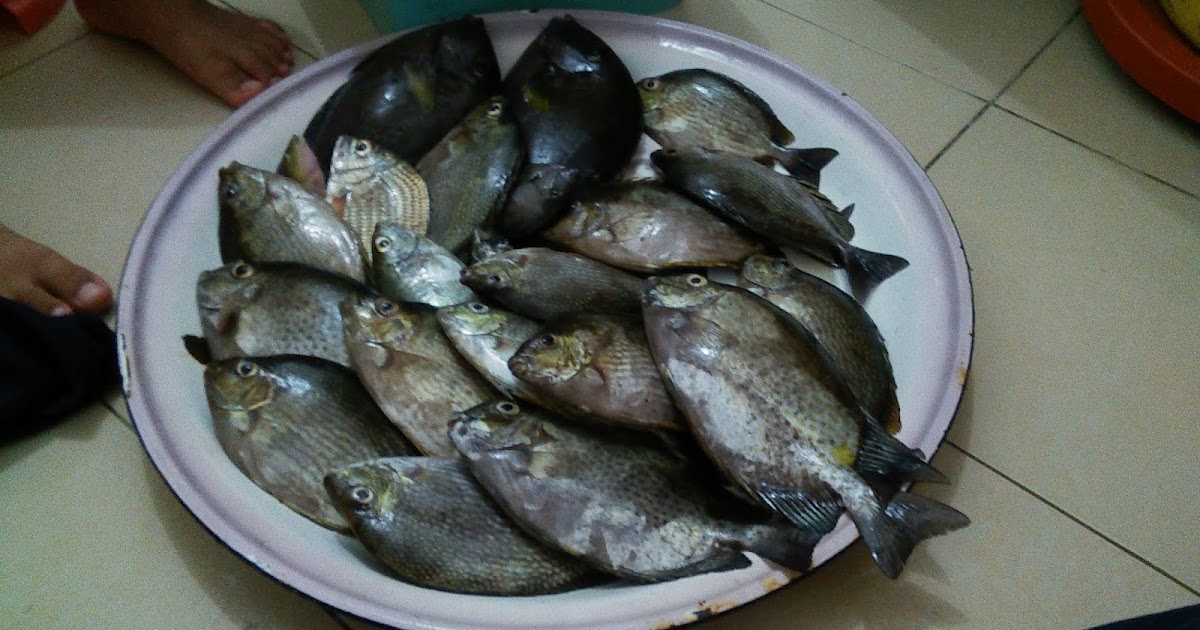 Kancil 8349: Memancing Di Inderasabah Fishing Paradise, Tawau