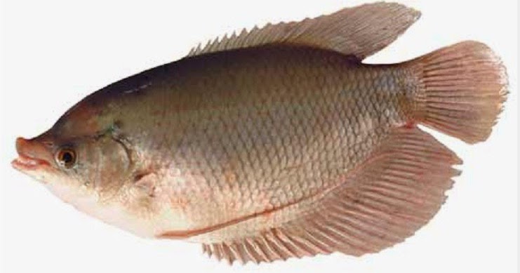 12 Cara Budidaya Ikan Air Payau Pemula Omset Ratusan Juta