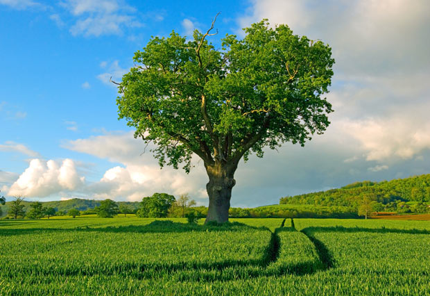 El Magazin de Merlo: Hoy celebramos el DÍA del ÁRBOL en ARGENTINA ...
