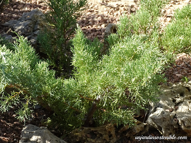Juniperus horizontalis (Junípero horizontal)