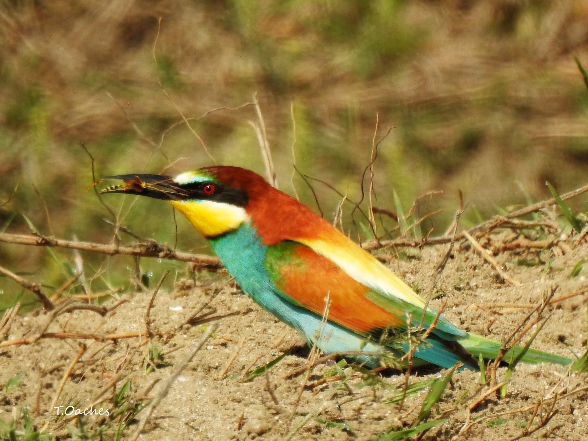 PASARI DIN ROMANIA: PRIGORIE, Merops apiaster