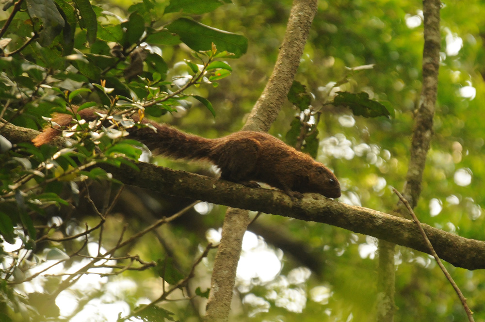 Birding and Bird Ringing in Zimbabwe: Seldomseen