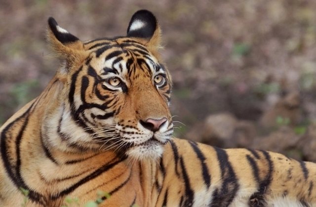 Indian Tiger Diaries: Sultan (T 72) - The Wandering Prince