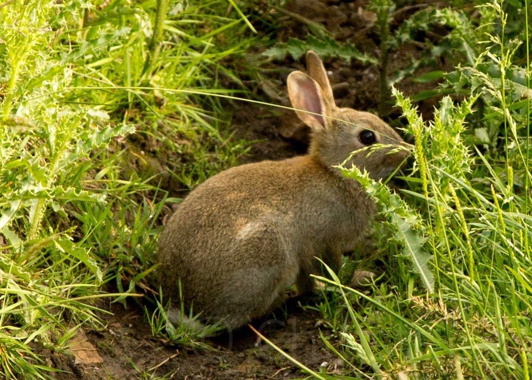 Chipster63 Photography: Buzz Buzz Bunny