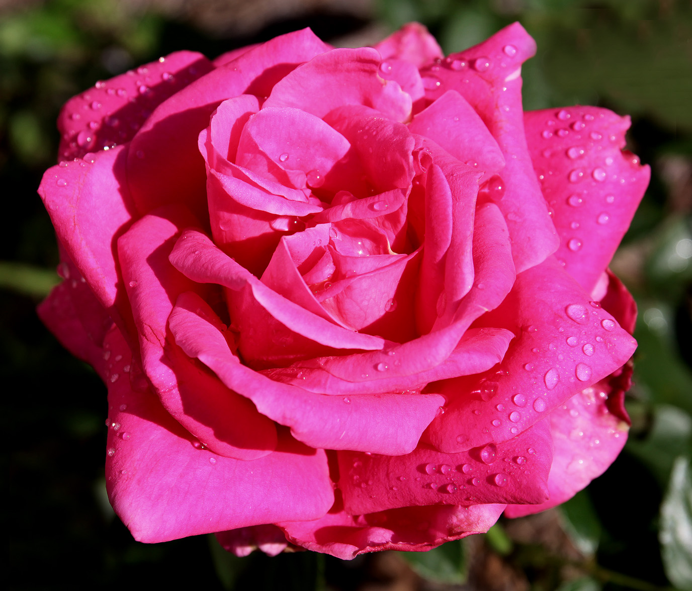 Southern Lagniappe: In the Rose Garden