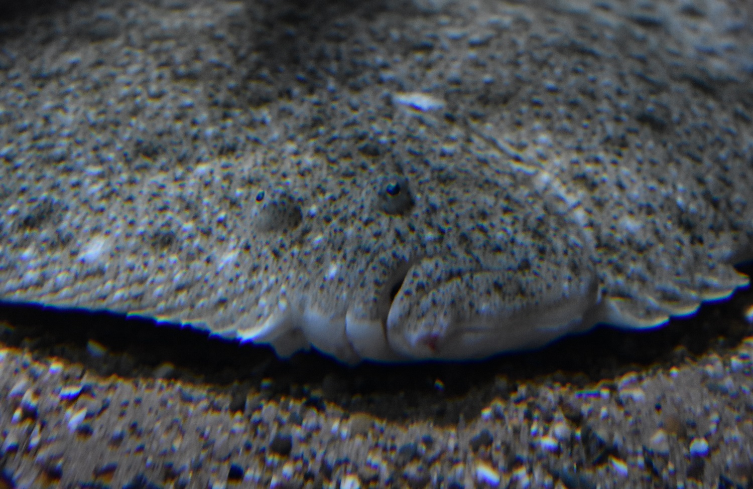 ZOOTOGRAFIANDO (MI COLECCIÓN DE FOTOS DE ANIMALES): RODABALLO / TURBOT ...