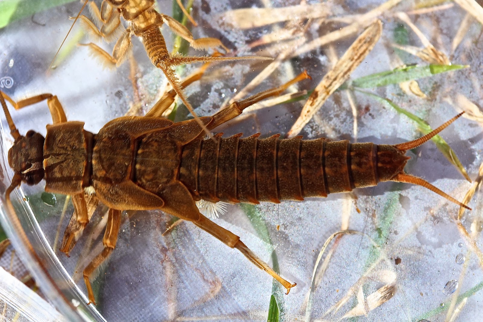 Aquatic Insects of Central Virginia: Low Water in the Small Streams in ...