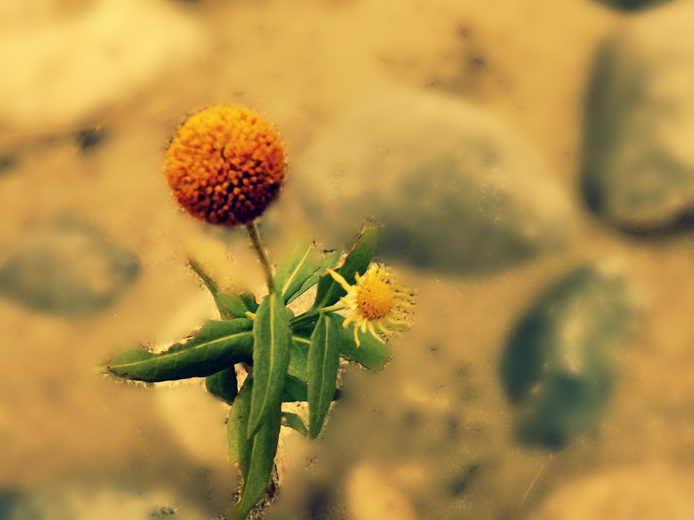 Mary's Digital Media: Aperture Shoot: Low and High