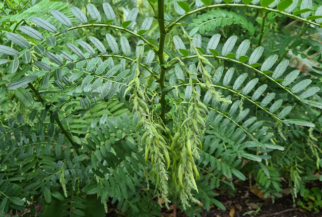 The fading and pale beak of the Kaka