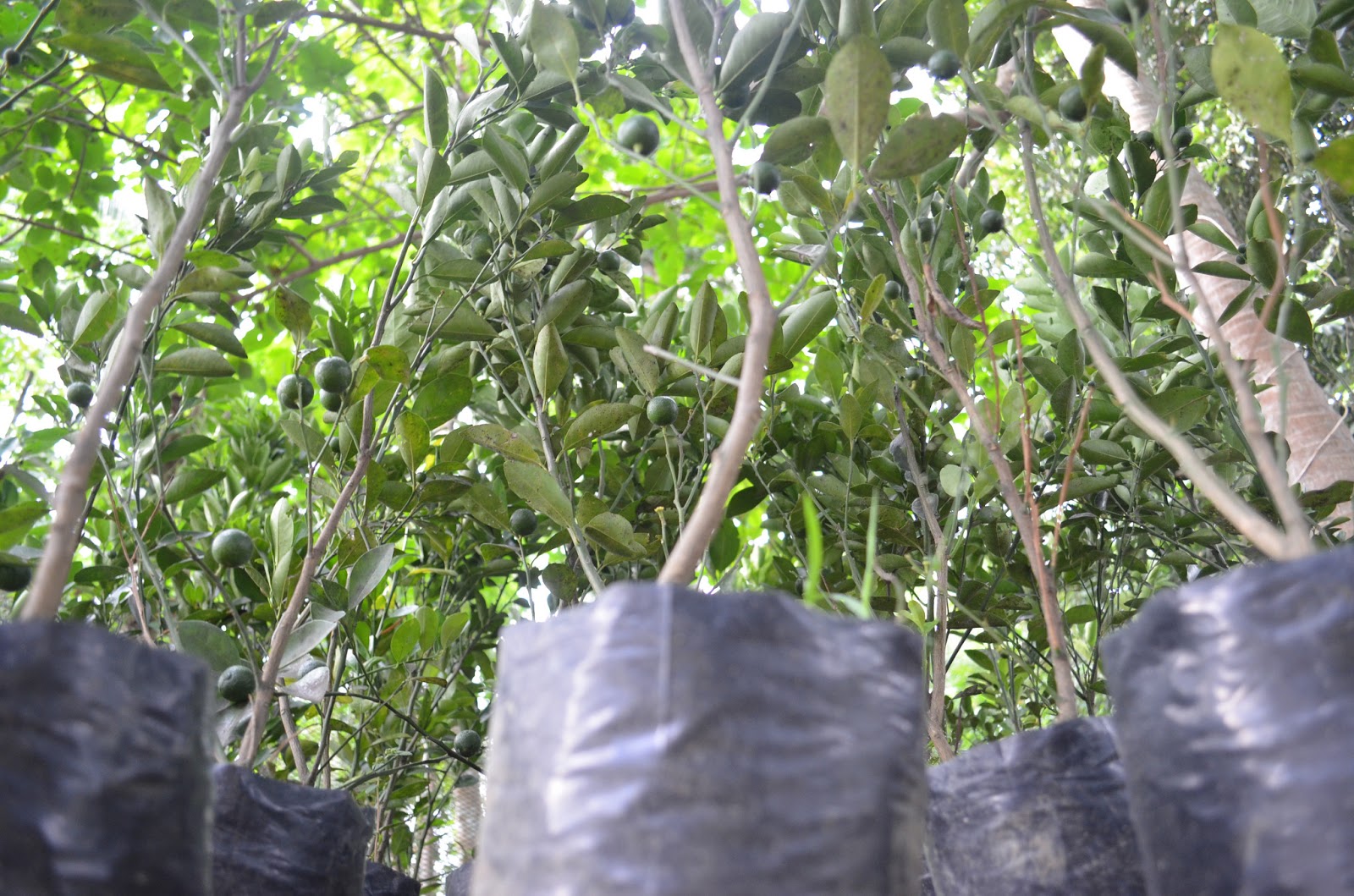 Philippine Culture and Surprises: Plant a Tree