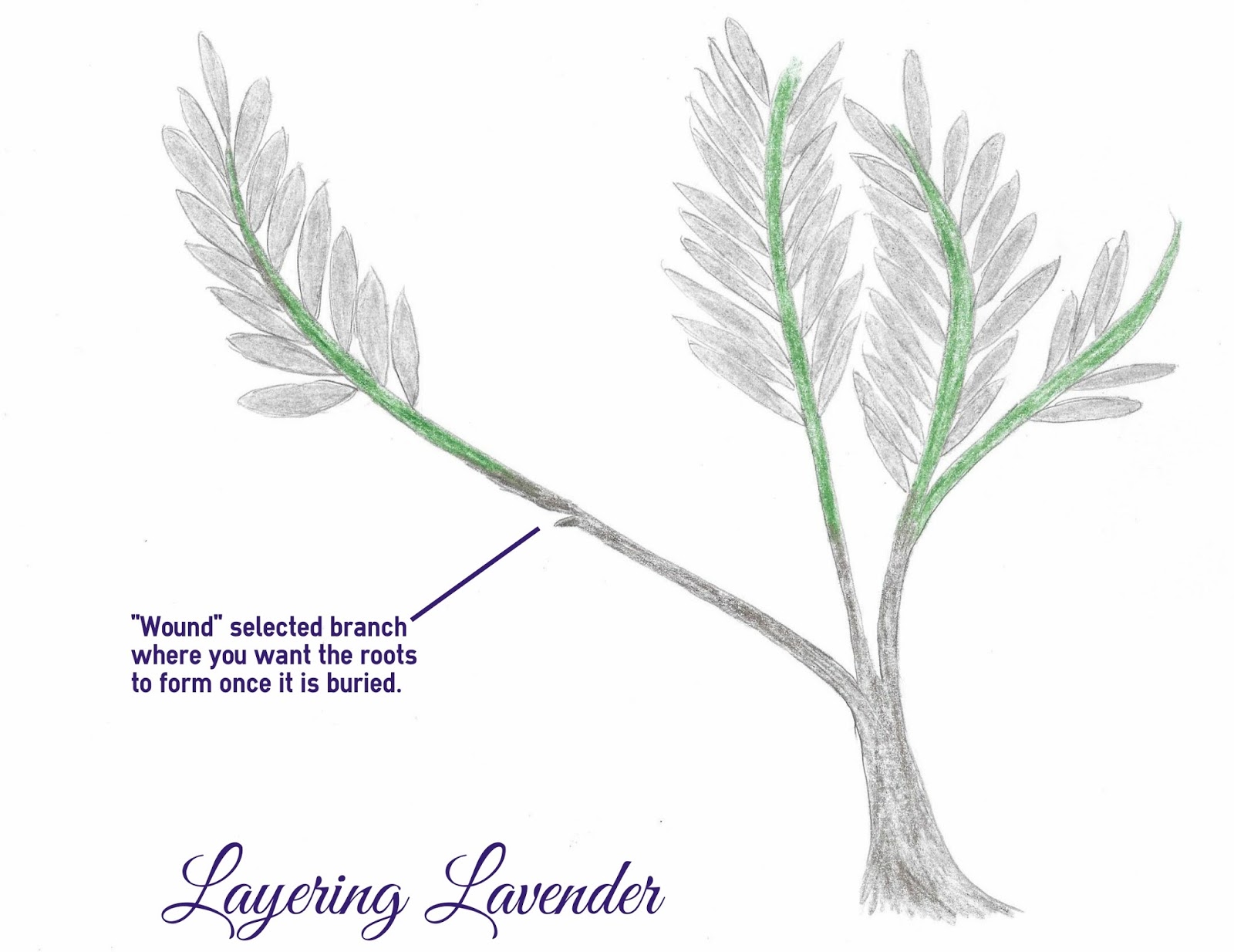 Lavender--The Ultimate Guide