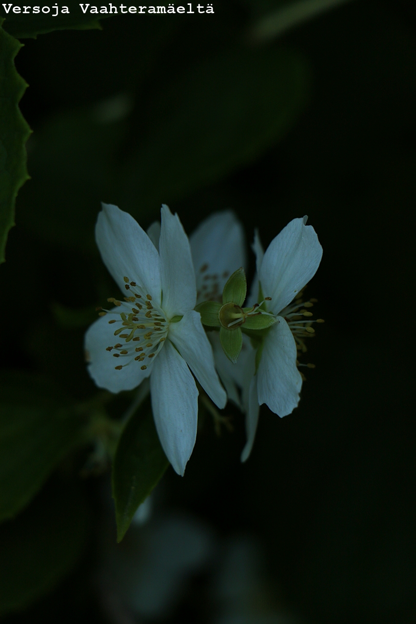 Versoja Vaahteramäeltä : Suloinen pihajasmike