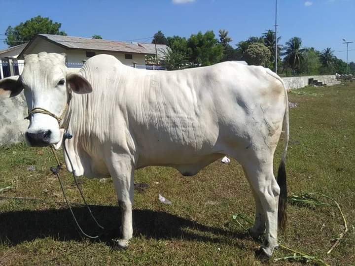 Dinas Peternakan dan Kesehatan Hewan Kab. Sumba Barat Daya: Mengenal ...