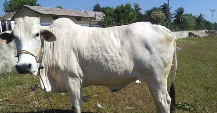 Dinas Peternakan dan Kesehatan Hewan Kab. Sumba Barat Daya: Mengenal ...