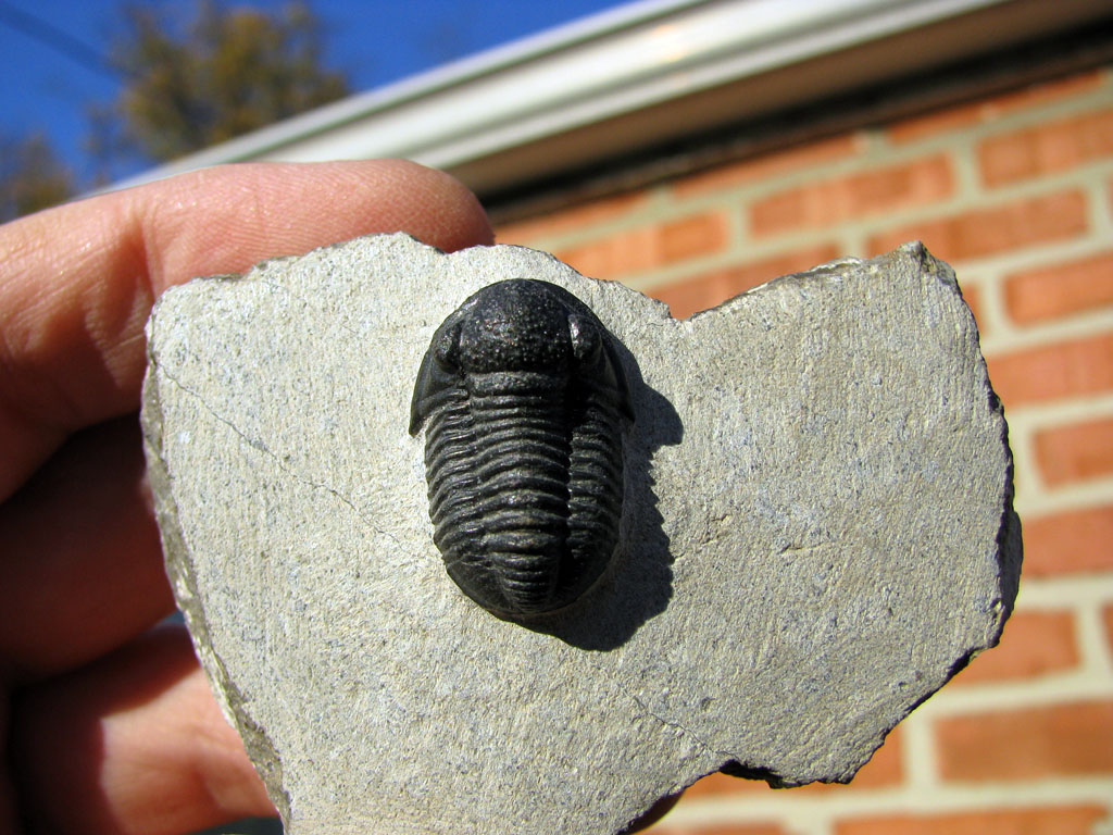 Views of the Mahantango: Proetus (Gerastos) granulosus trilobite from ...