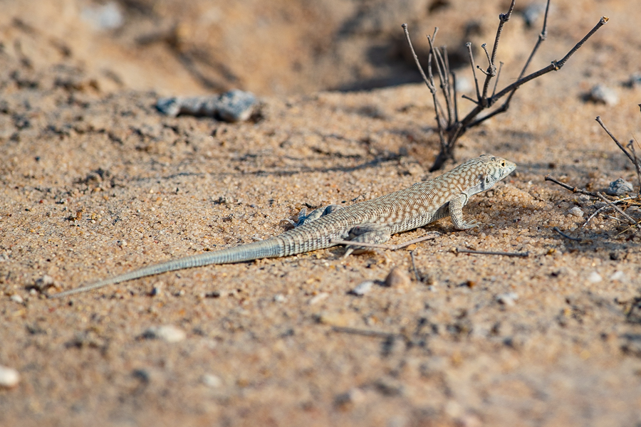 Birds of Saudi Arabia: Schmidt's Fringed-toed Lizard – Jubail