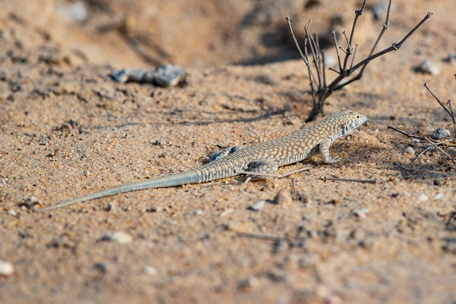 Birds of Saudi Arabia: Schmidt's Fringed-toed Lizard – Jubail