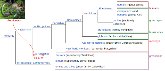 For what they were... we are: 55 million years old evolved primate fossil