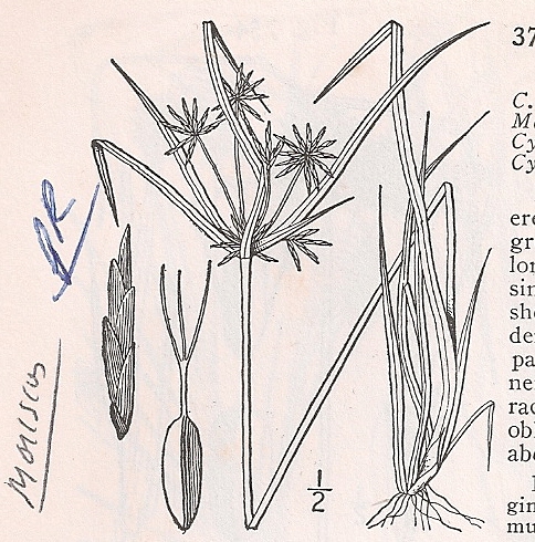 FLORA ILUSTRADA BRITTON DEL NORTE DE U.S.A.-CANADA: CYPERACEAE CYPERUS ...
