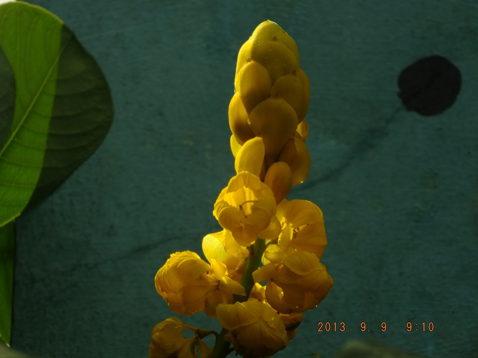 Photography with Dr. Ernie.: Acapulco plant flowers
