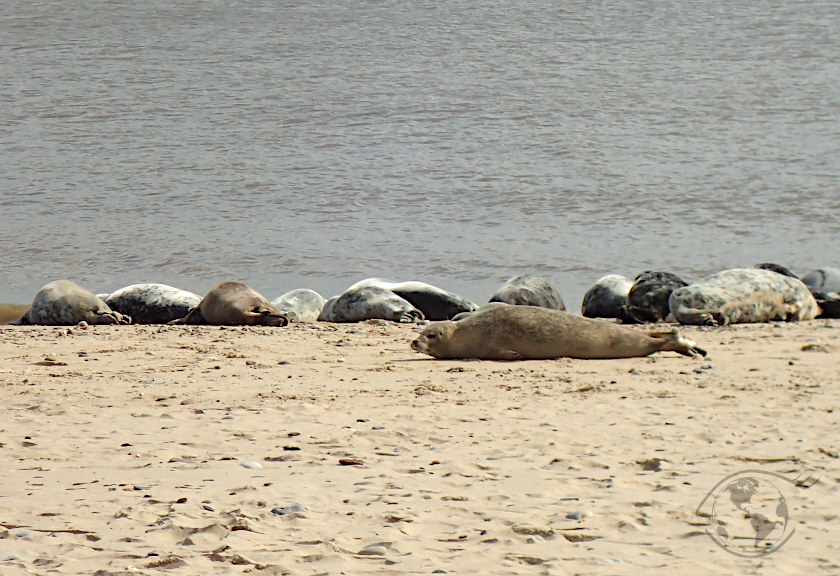 Foki w Horsey Gap - miejsce gdzie można spotkać foki w UK | Oczy ...