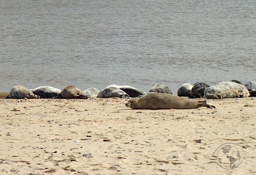 Foki w Horsey Gap - miejsce gdzie można spotkać foki w UK | Oczy ...