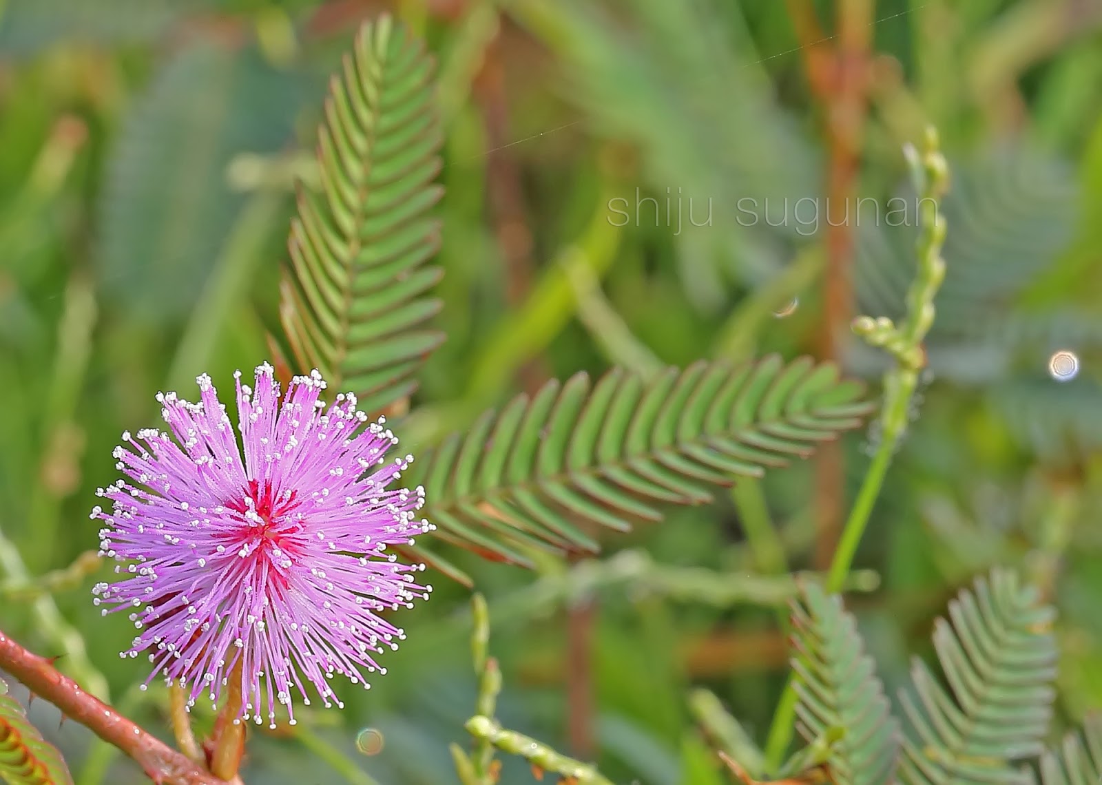 Cranium Bolts: Eensy-weensy beauties