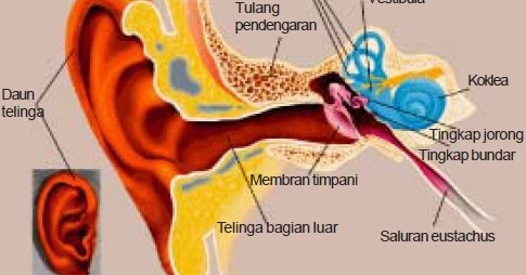 Bagian-Bagian Telinga dan Fungsinya Lengkap - Website Pendidikan