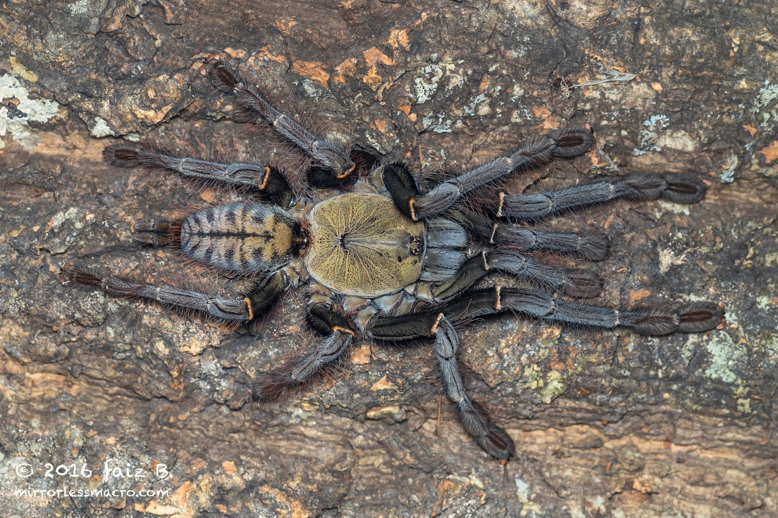 Mirrorless Macro Photography: Have I stopped going Mirrorless?