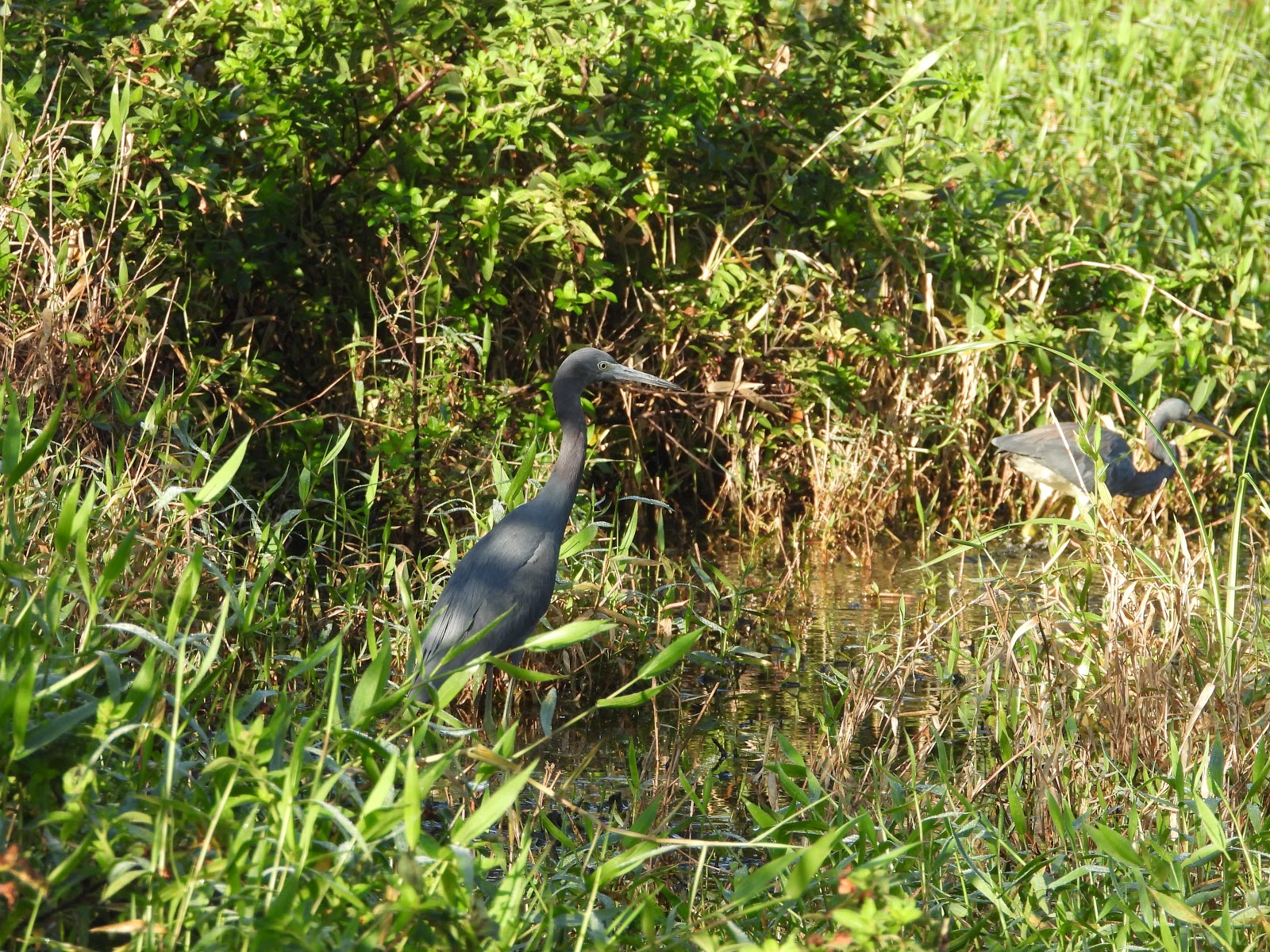 Bird & Travel Photos, Birding Sites, Bird Information: LITTLE BLUE ...