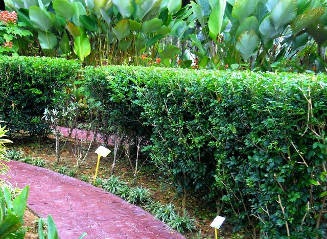 MPV LANDSKAP DAN NURSERI: POKOK PAGARAN