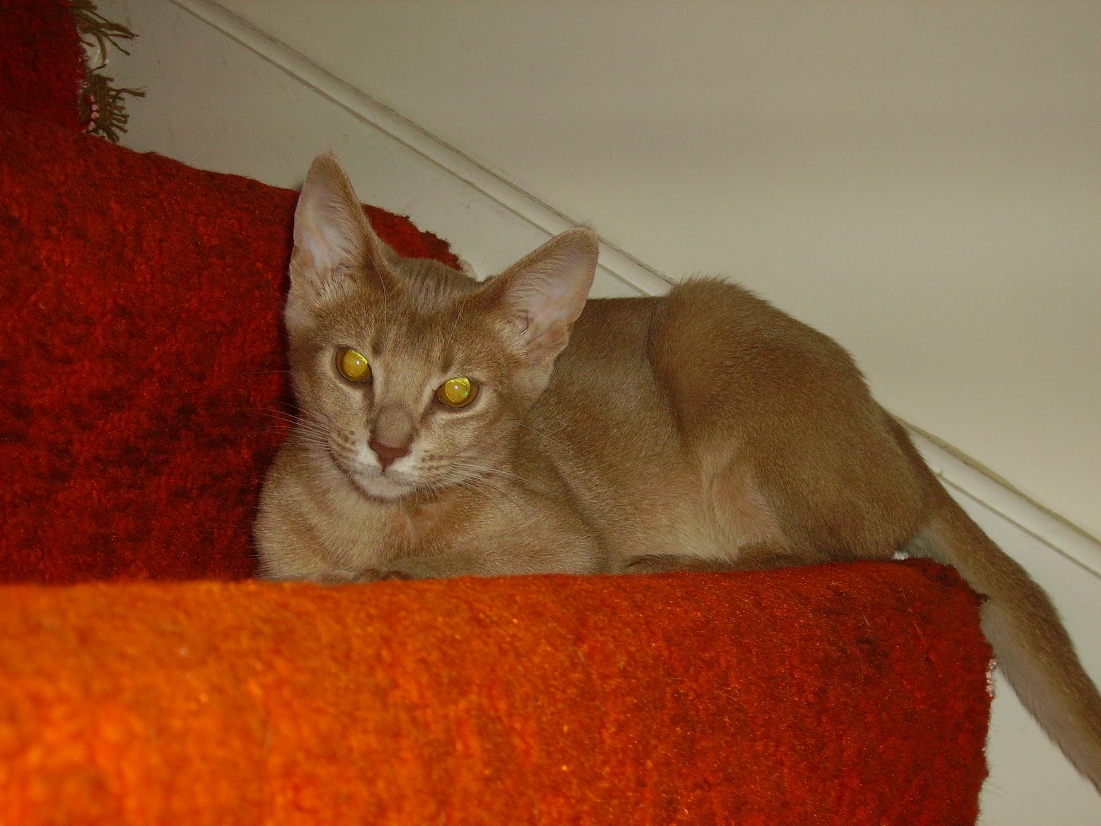 Four Abyssinian Cats: Abyssinian Cats Eyes