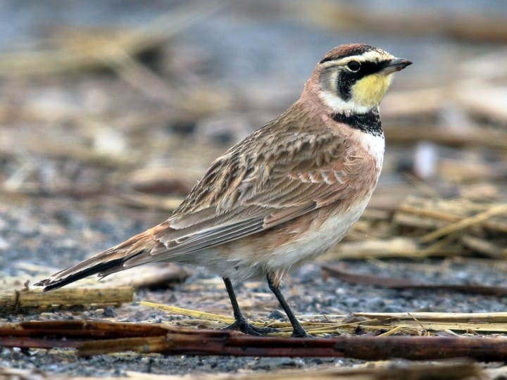 13.12.2020 Animal Of The Week: Lark