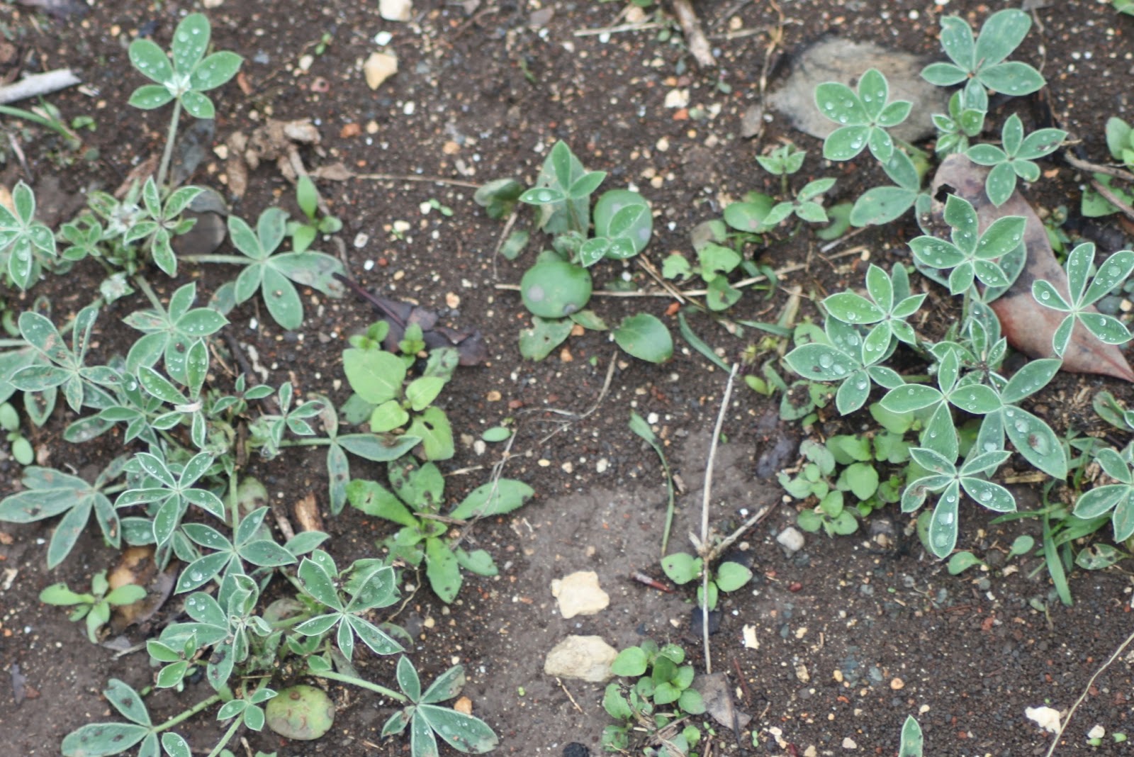 Rock-Oak-Deer: Wildflower Wednesday: Lupinus texensis