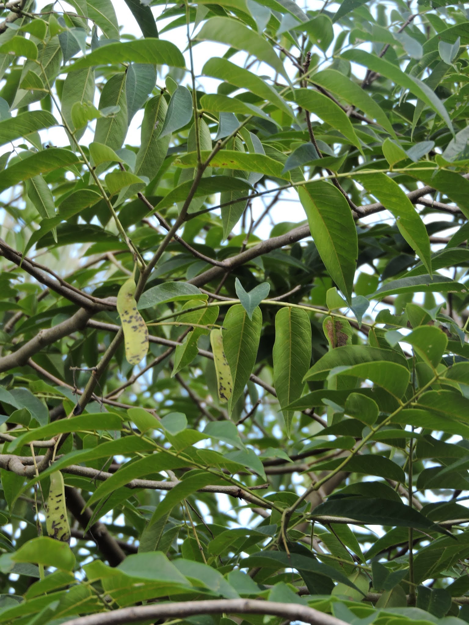 Fabaceae - Leguminosae no Brasil: Machaerium